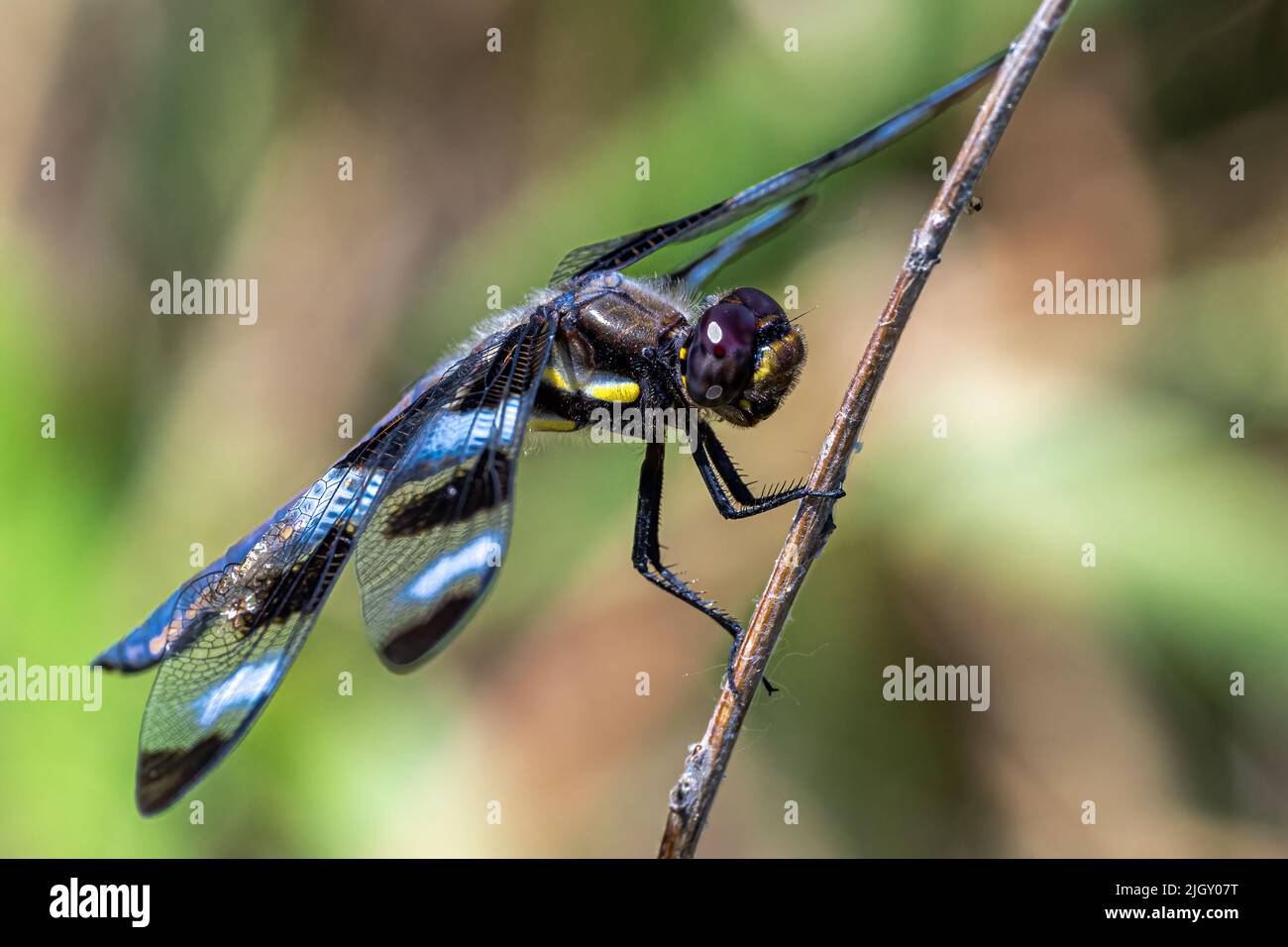 Twelve-spotted Skimmer (Libellula pulchella) Dragonfly Stock Photo - Alamy