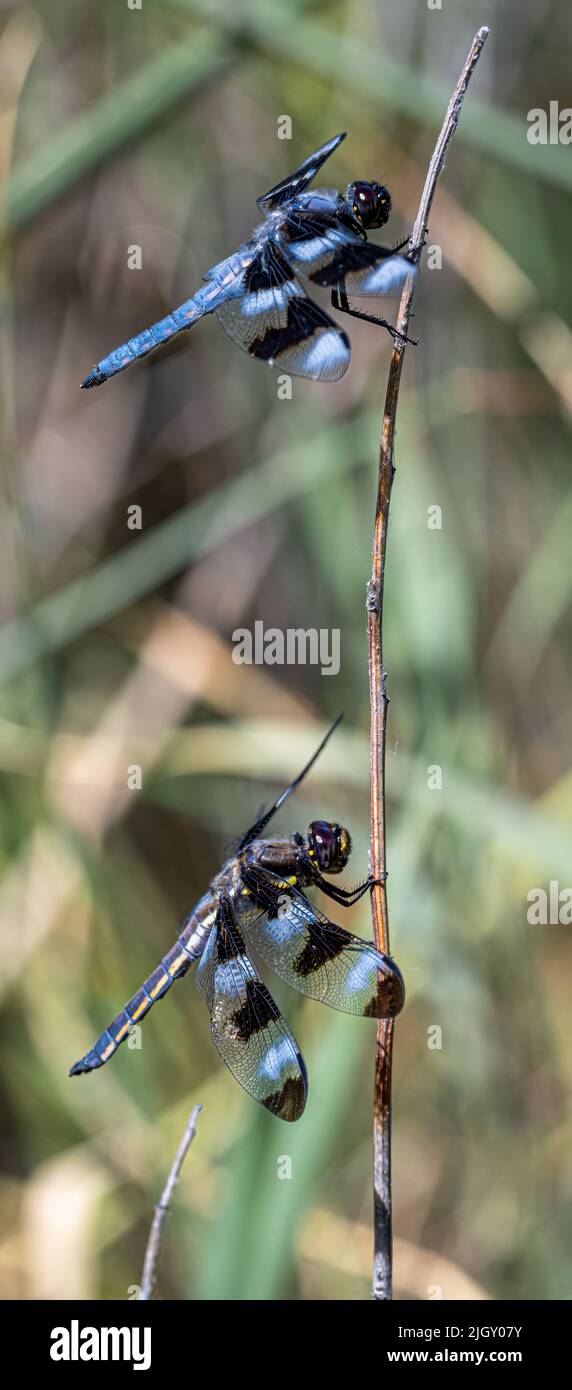 Twelve-spotted Skimmer (Libellula pulchella) Dragonflies Stock Photo ...