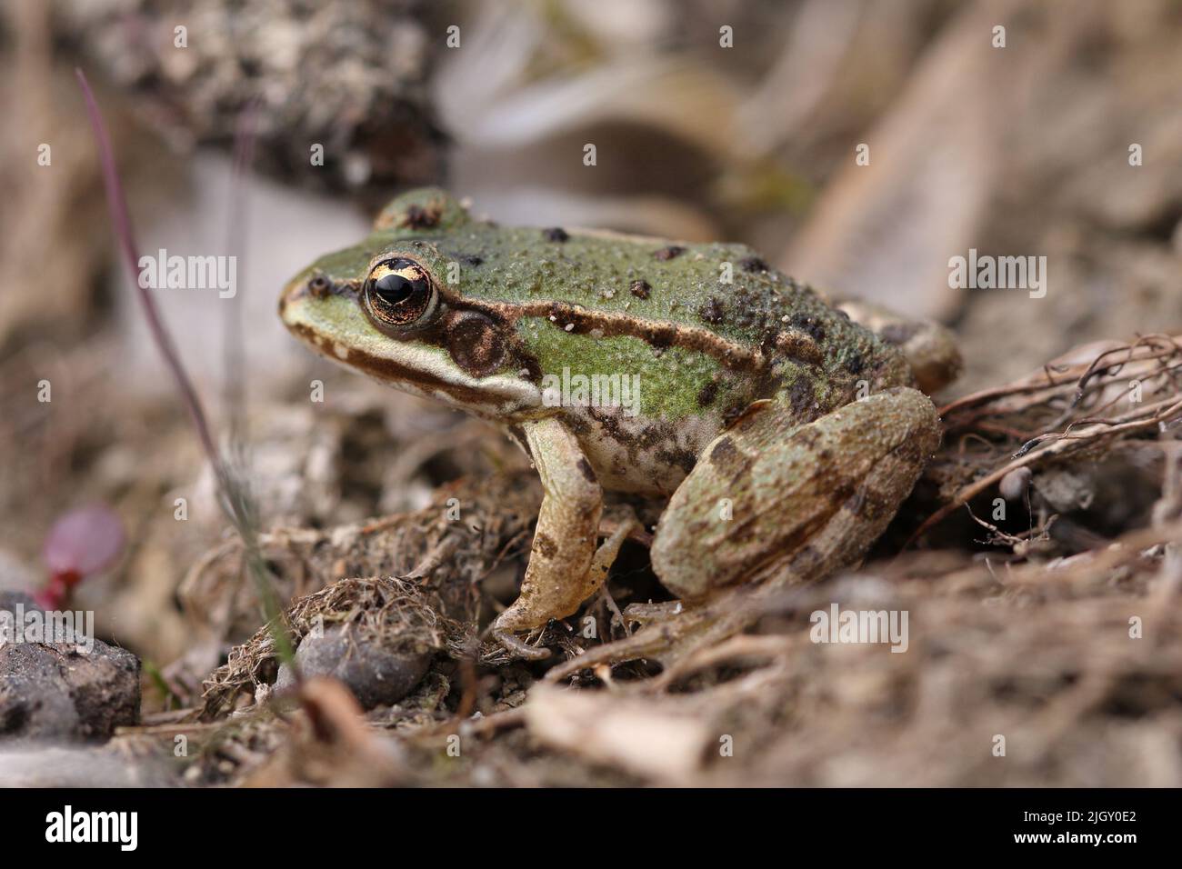 closeup of a sitting frog at the riverside Stock Photo - Alamy
