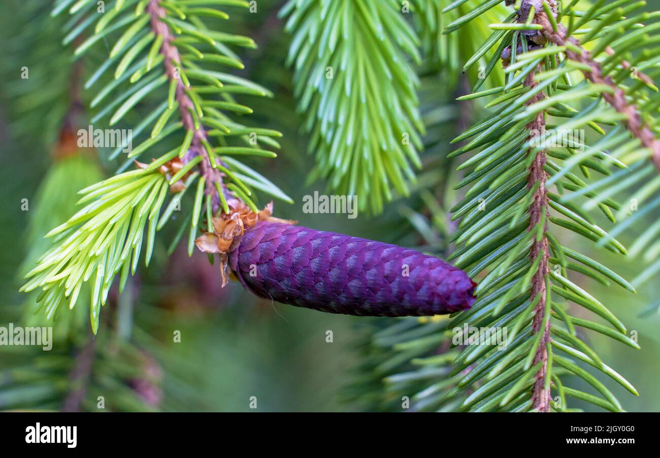 New growth on a fir tree hi-res stock photography and images - Alamy