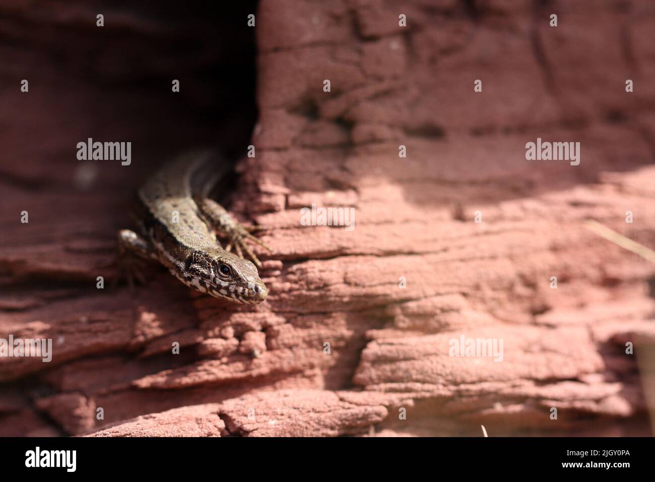 common lizard climbing on a sand stone rock Stock Photo - Alamy