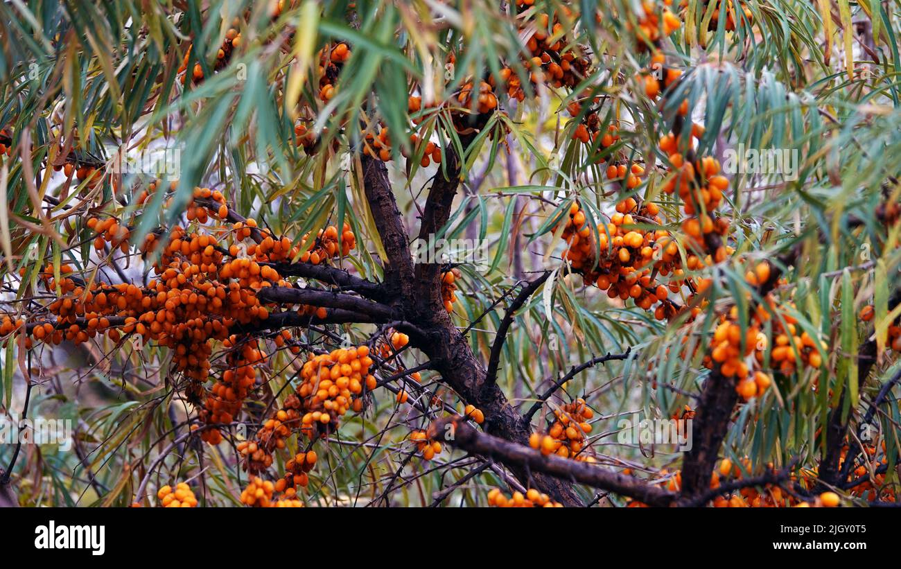 Many berries of sea buckthorn on tree branches Stock Photo - Alamy