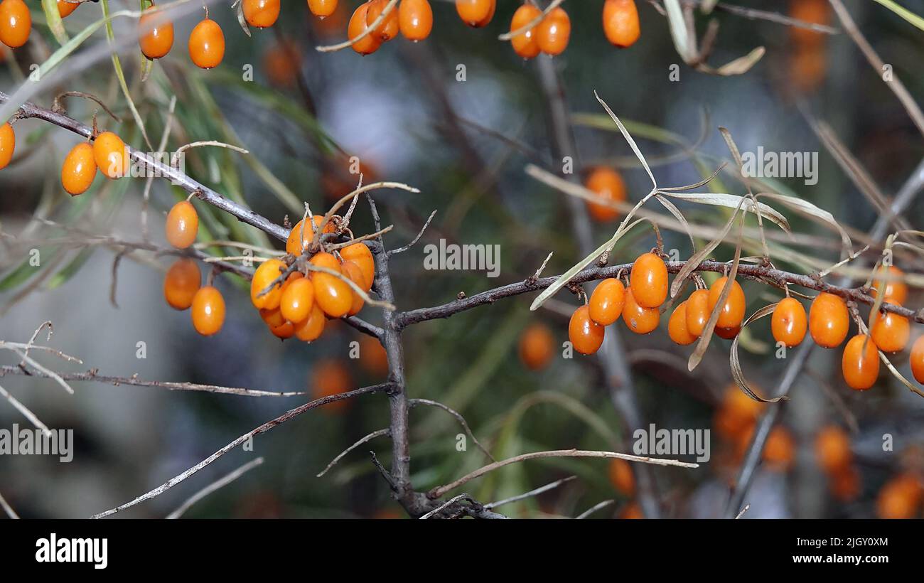 Many berries of sea buckthorn on tree branches Stock Photo - Alamy