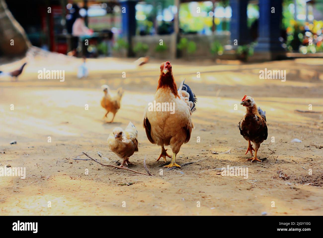 Mother hen with chickens in a rural yard Stock Photo - Alamy
