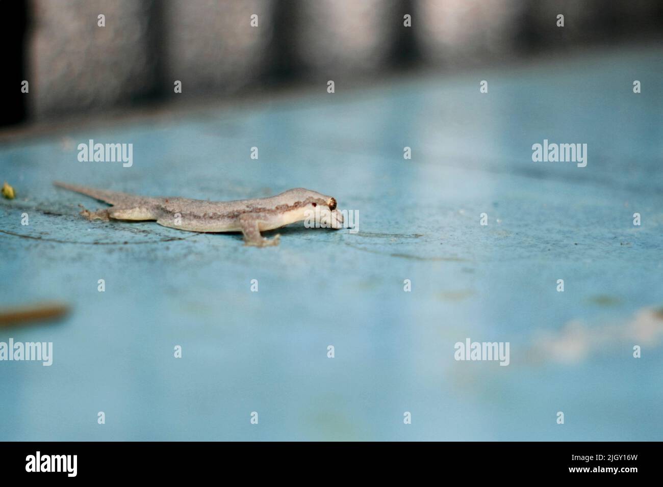 Asian House lizard (hemidactylus) or common gecko on the blue table ...