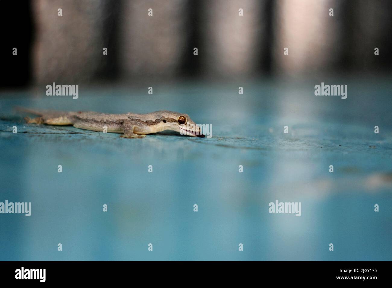Asian House lizard (hemidactylus) or common gecko on the blue table ...