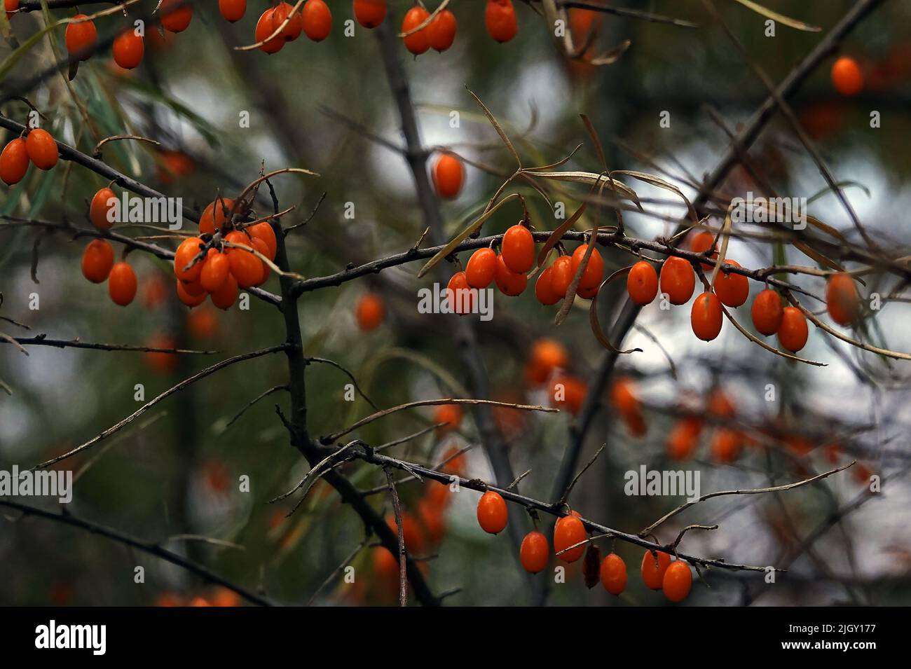 Ripe berries of sea buckthorn grow on a tree branch in large quantities ...