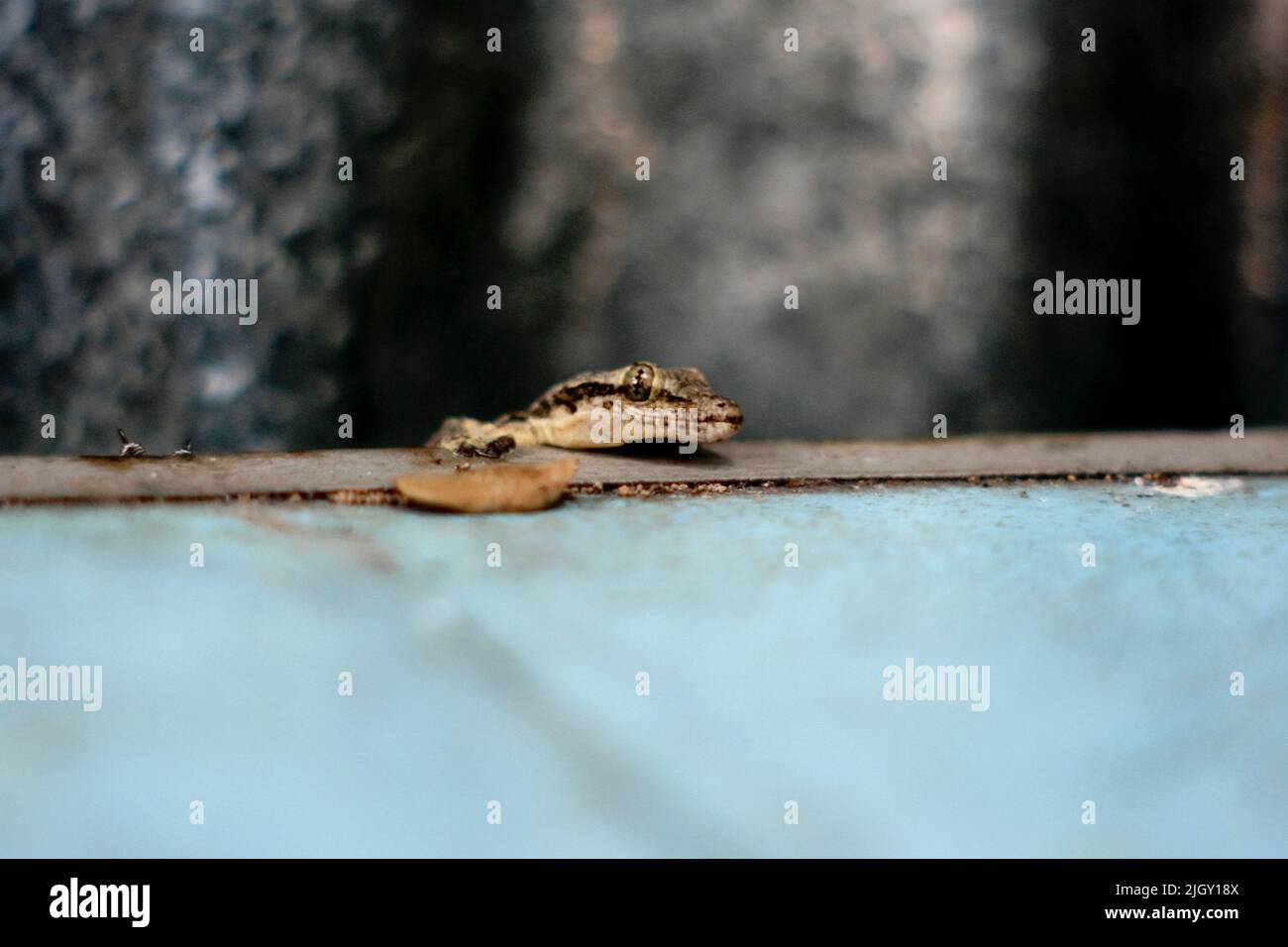 Asian House lizard (hemidactylus) or common gecko on the blue table ...