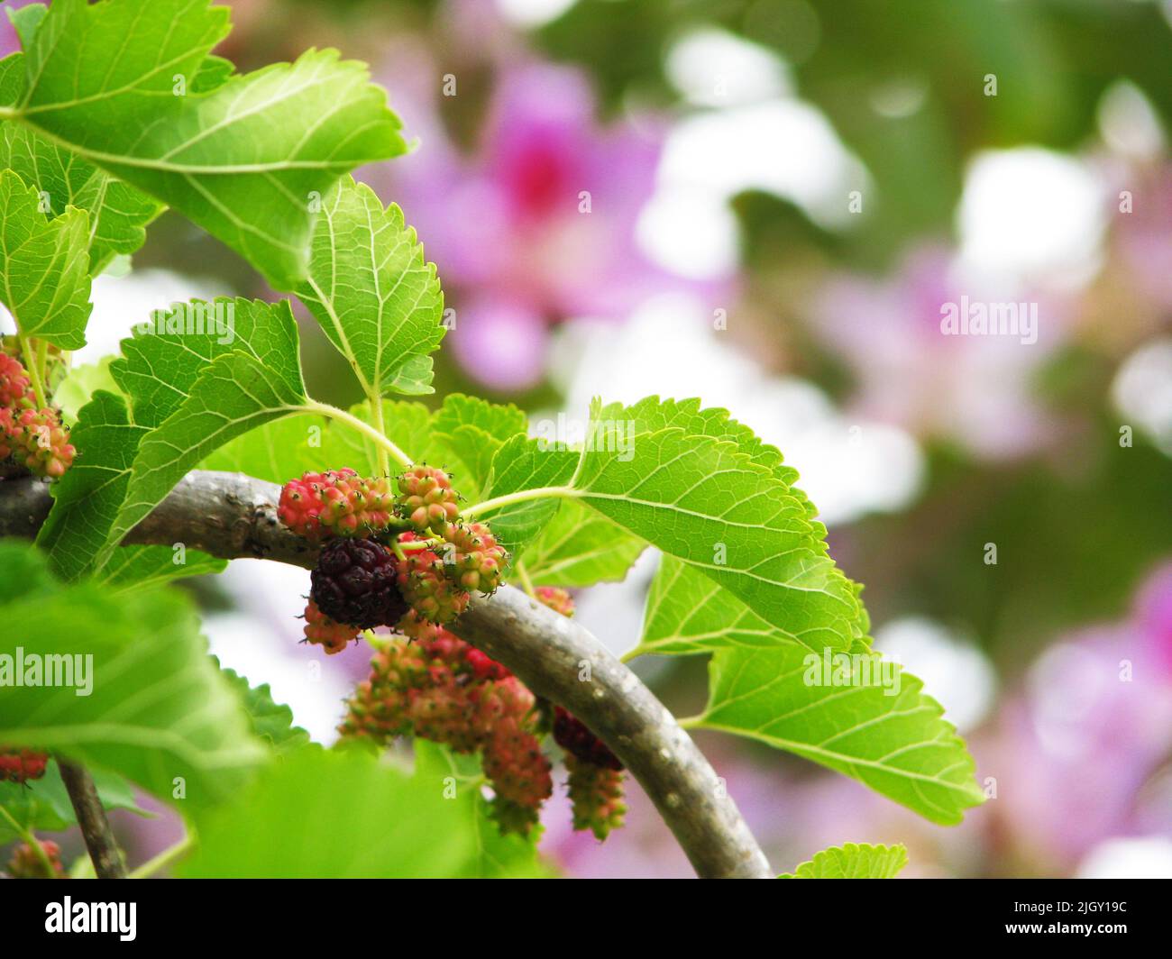 Raspberry ripening on branch in hi-res stock photography and images - Alamy