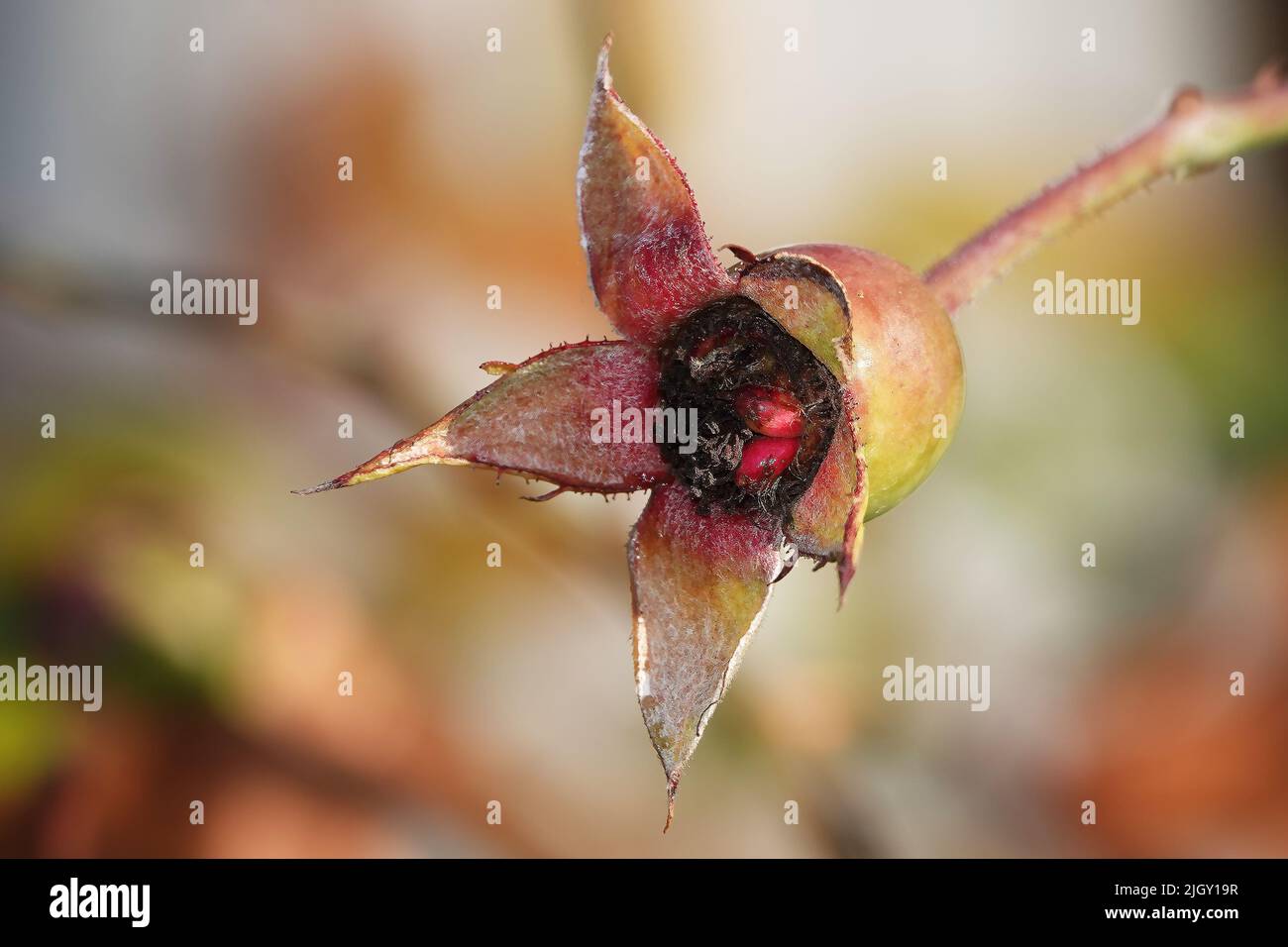 Large berries on the branches of a wild rose bush used for medical ...
