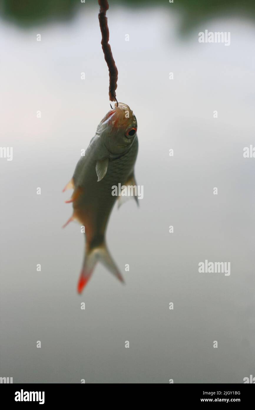 Silver barb fish in the hook Stock Photo - Alamy