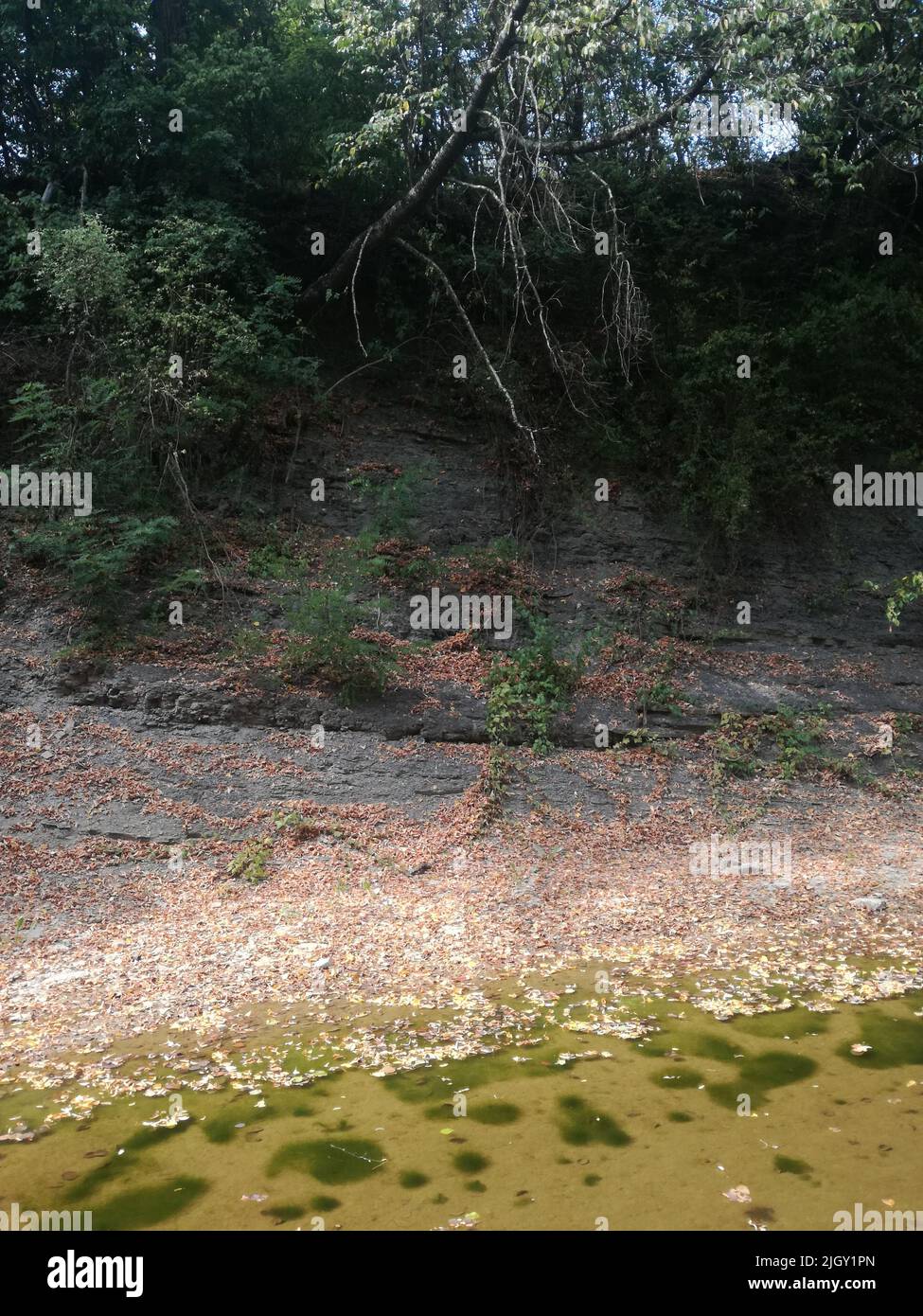 A small river in a forest Stock Photo - Alamy
