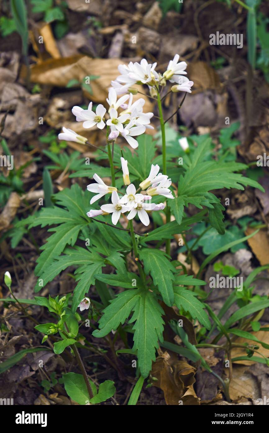 Cutleaved toothwort hi-res stock photography and images - Alamy