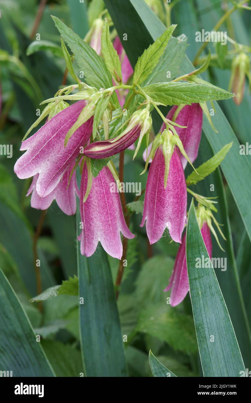 Campanula punctata hi-res stock photography and images - Alamy