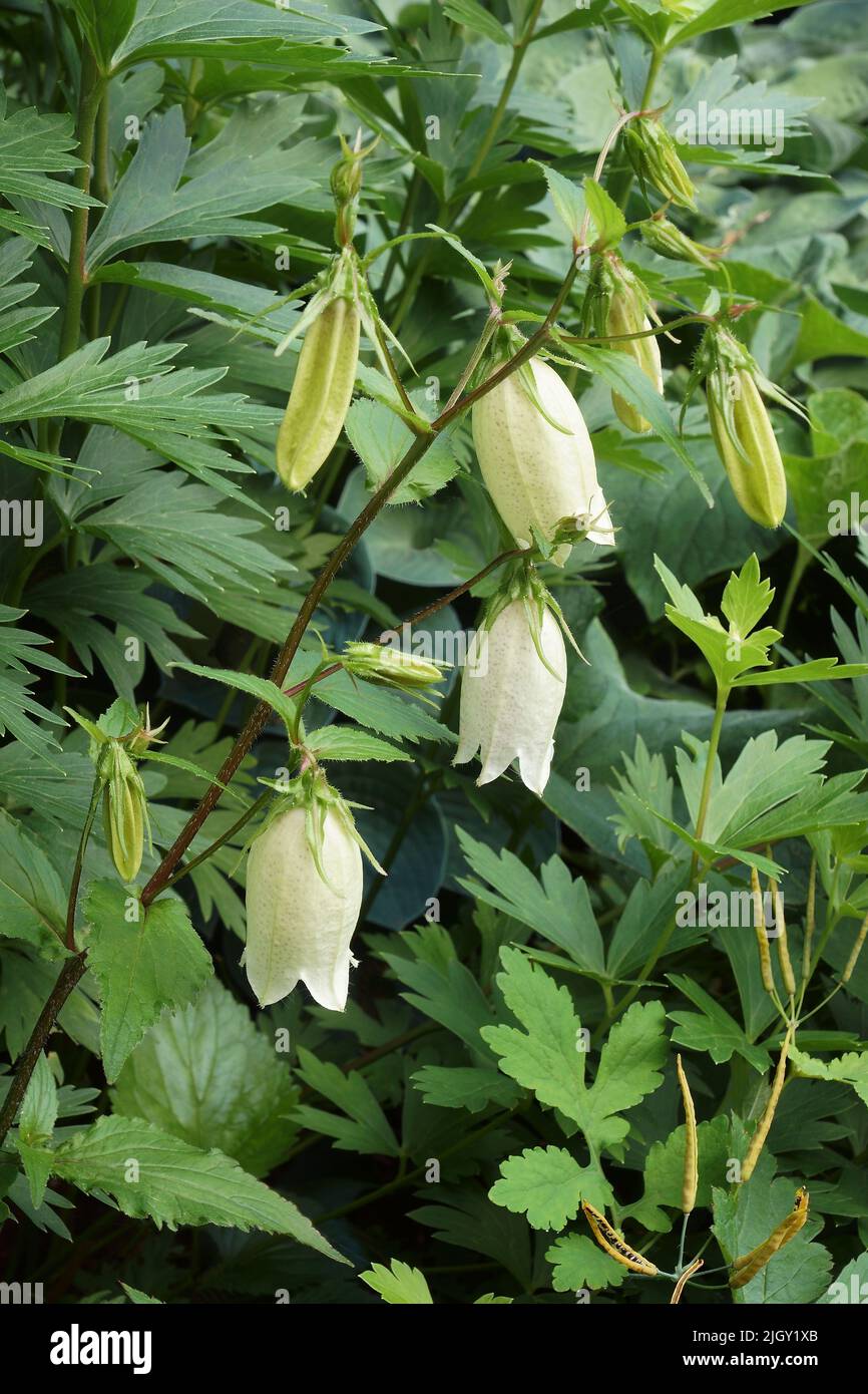 Spotted bellflower (Campanula punctata Stock Photo - Alamy