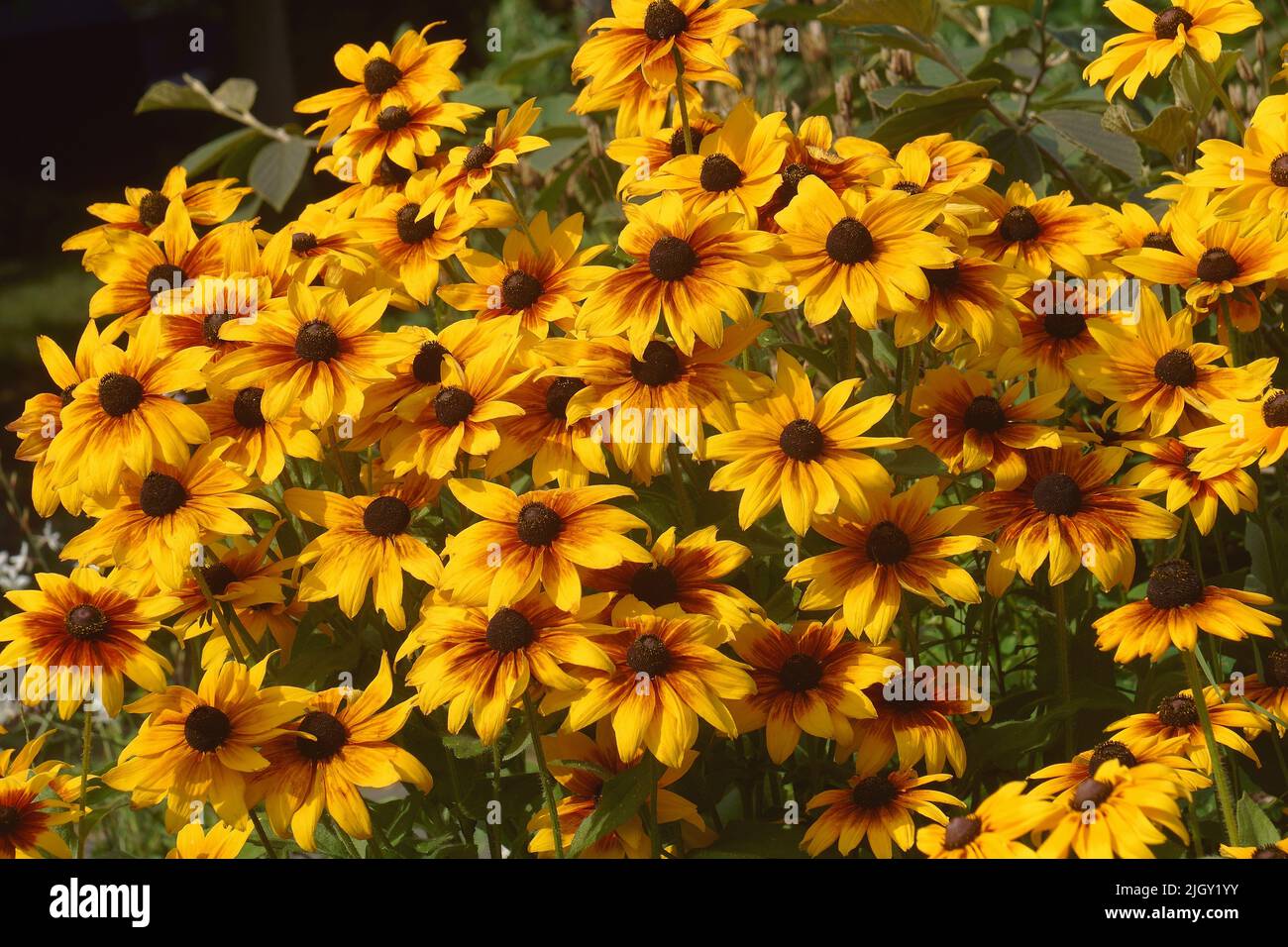 Black-eyed Susan (Rudbeckia hirta). Called Brown-eyed Susan, Brown ...