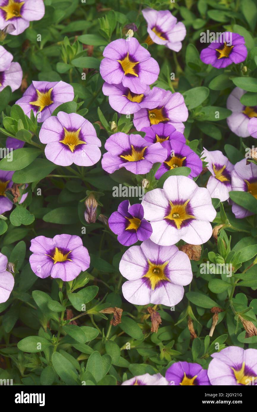 Trailing perunia (Calibrachoa x hybrida Stock Photo - Alamy