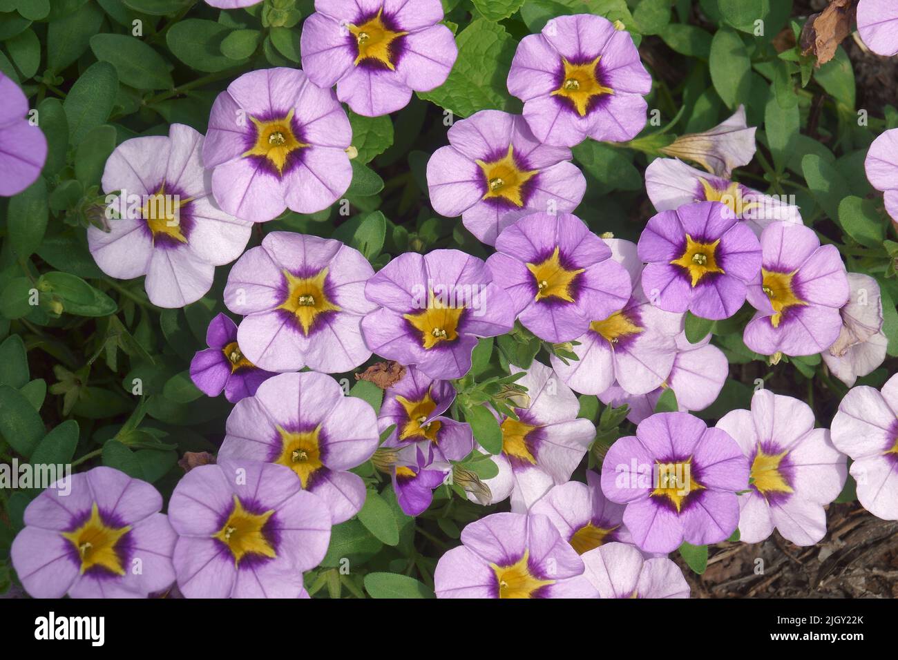 Trailing perunia (Calibrachoa x hybrida Stock Photo - Alamy