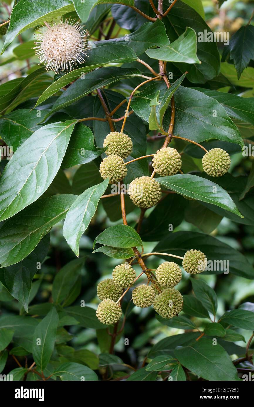 Buttonbush (Cephalanthus occidentalis). Called Button willow, Buck bush ...