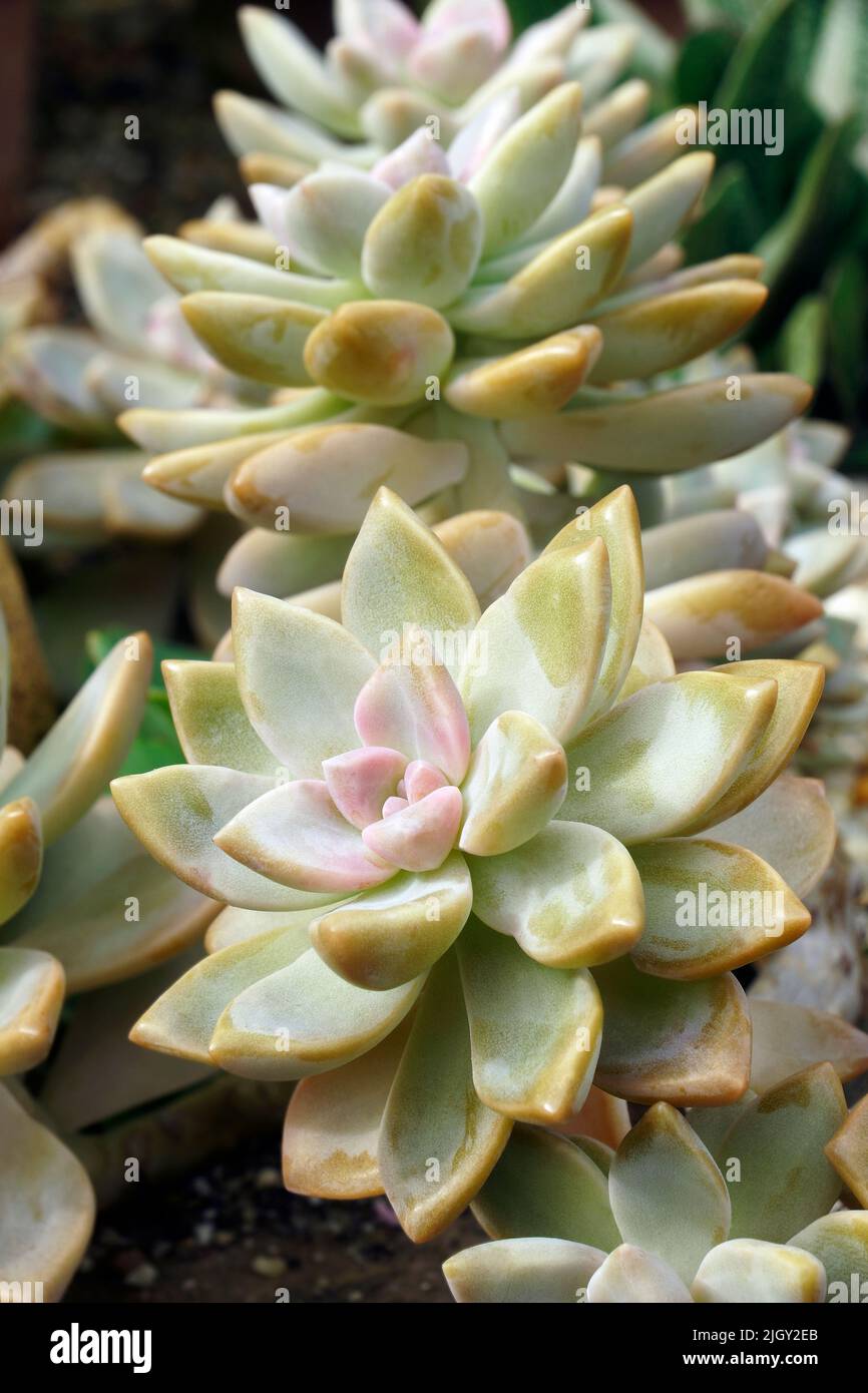 Ghosty graptosedum (Graptosedum 'Ghosty' Stock Photo - Alamy