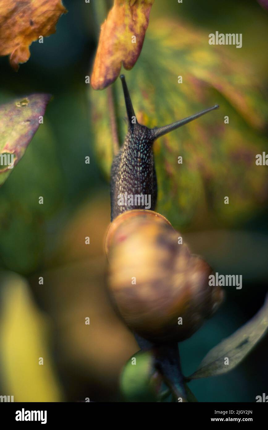 garden snail (macro) eating lead on a branch Stock Photo - Alamy