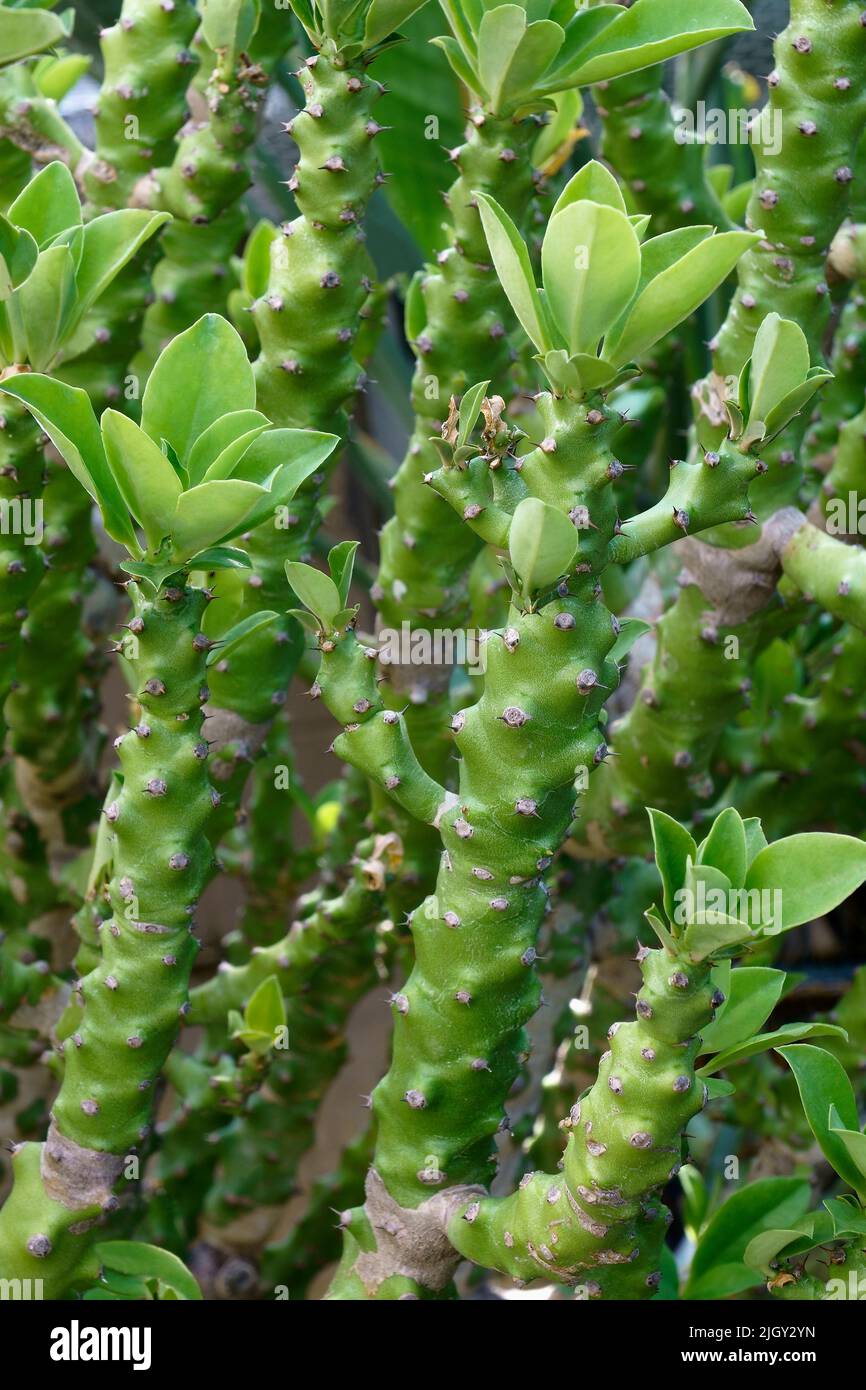 Holy milk hedge hi-res stock photography and images - Alamy