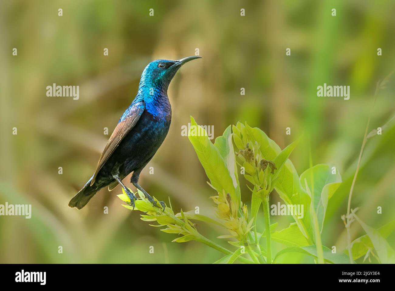 Blue headed sunbird hi-res stock photography and images - Alamy