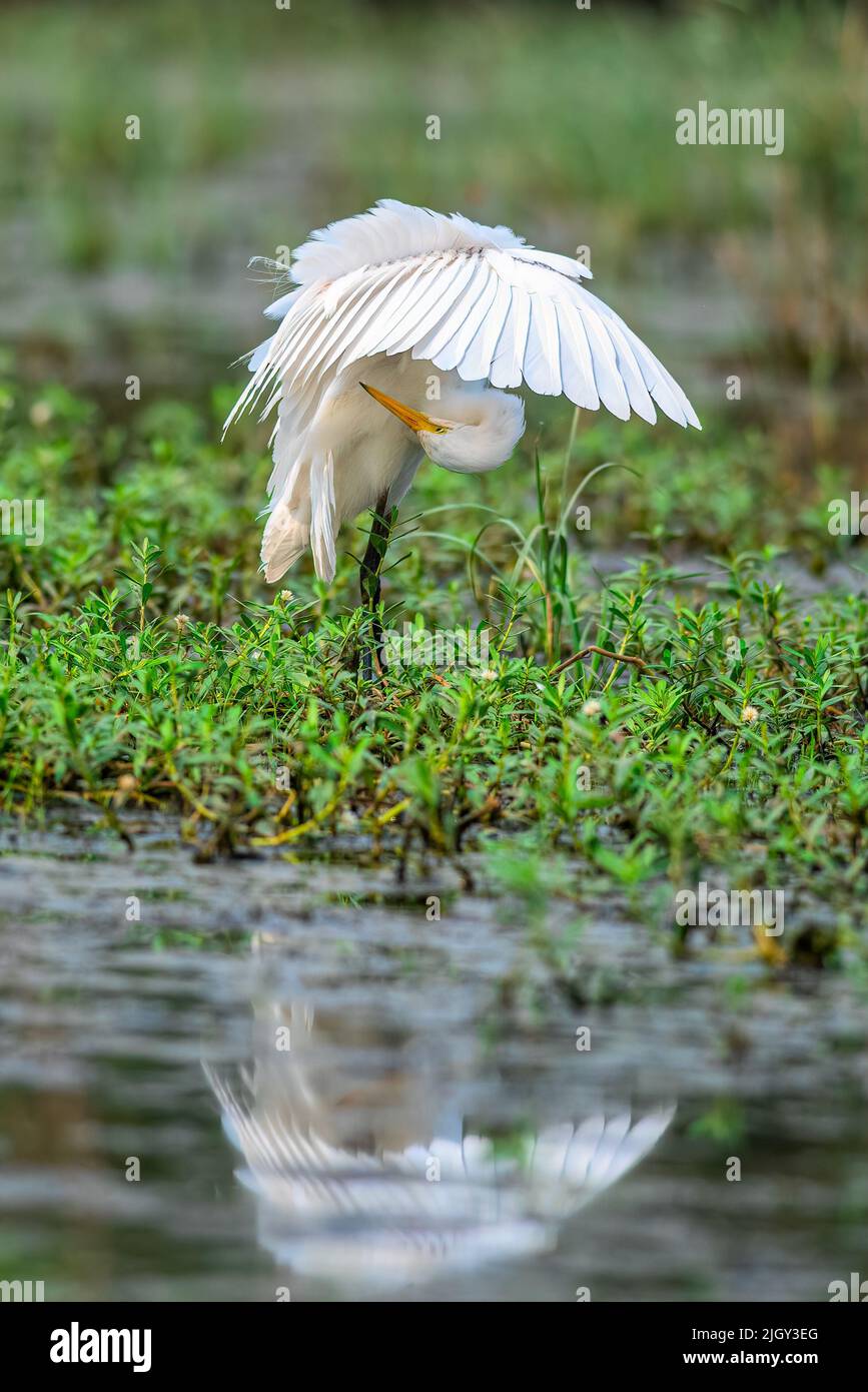 A vertical shot of a Great egret perched on grass and preening itself Stock Photo - Alamy