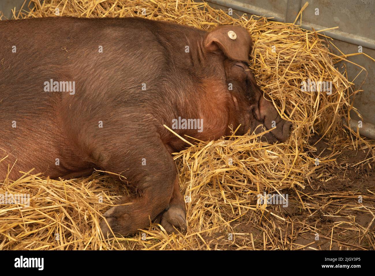 Hairy brown pig sleeping in some hay with a tag in its ear Stock Photo ...