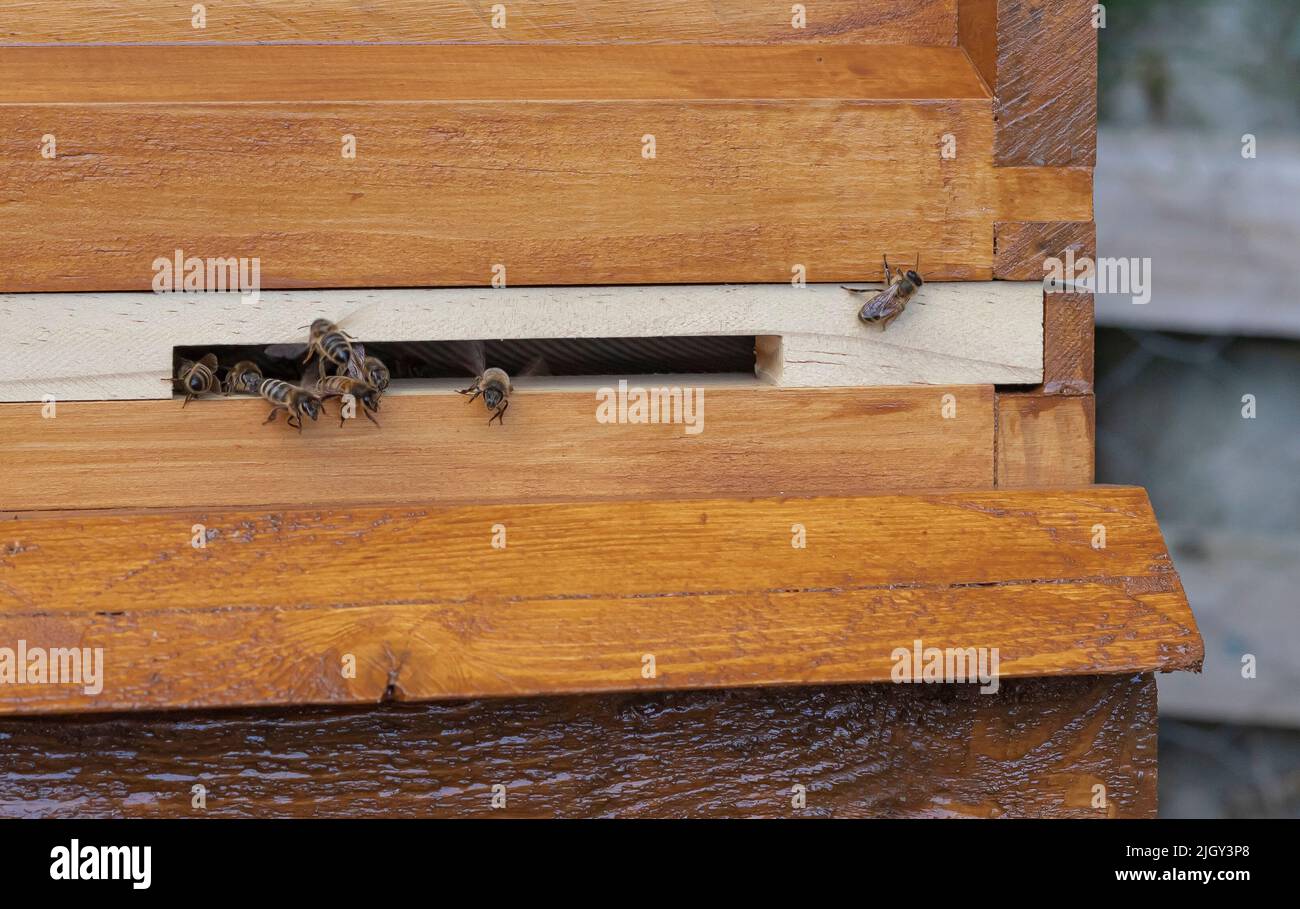 Honeybees at the entrance to a hive going in and out in the sunshine ...
