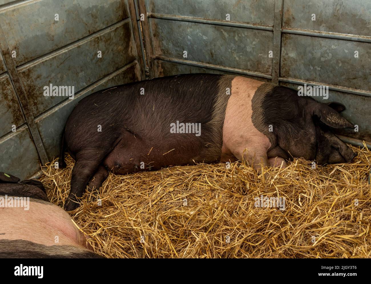 Saddle back pig asleep on some straw lay in the coner of a pig pen ...
