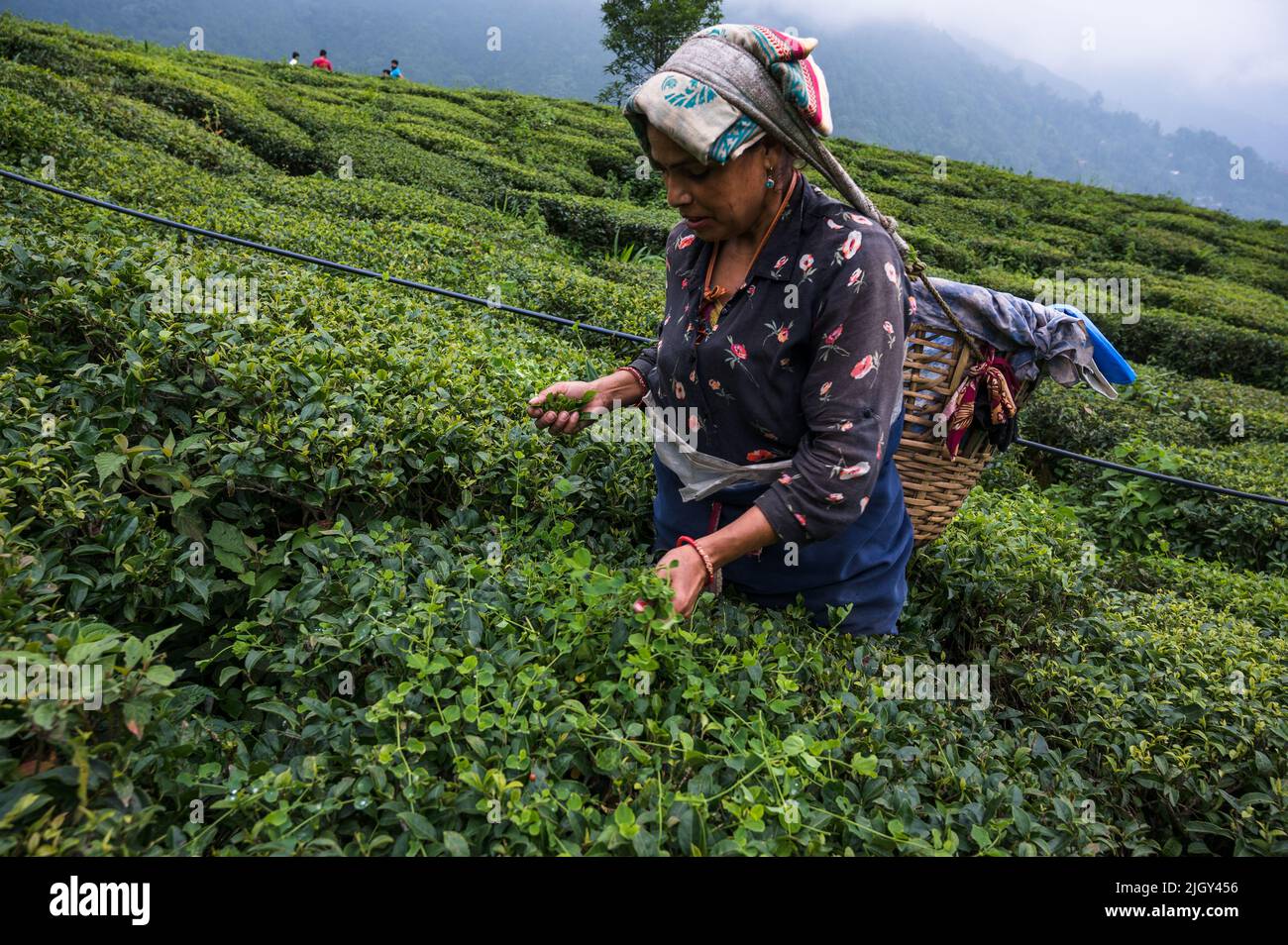 Women tea workers plucking tea leaves during cloudy monsoon at the ...