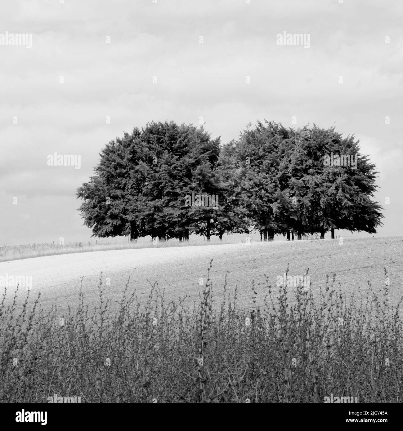 Looking square over chalk downs in the Lincolnshire Wolds Stock Photo ...