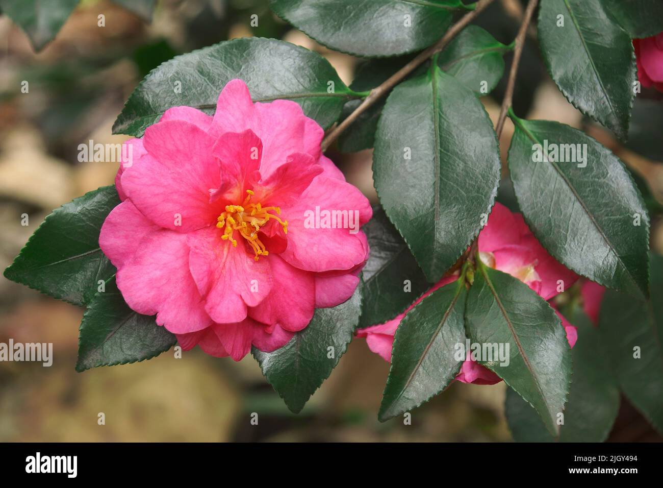 Shishi Gashira camellia (Camellia hiemalis 'Shishigashira'). Known as ...