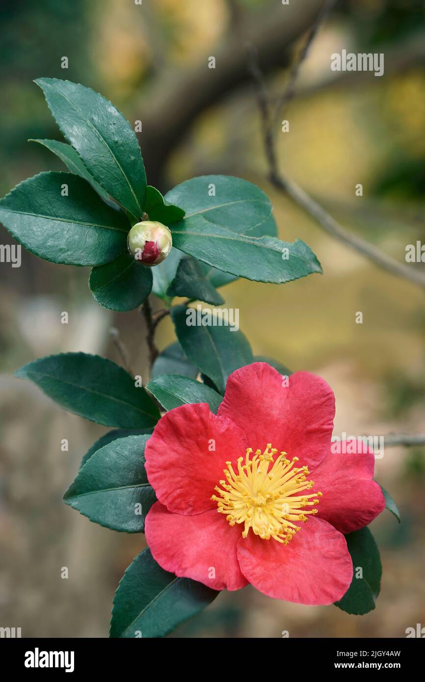Yuletide camellia (Camellia sasanqua 'Yuletide'). Known as Camellia x ...