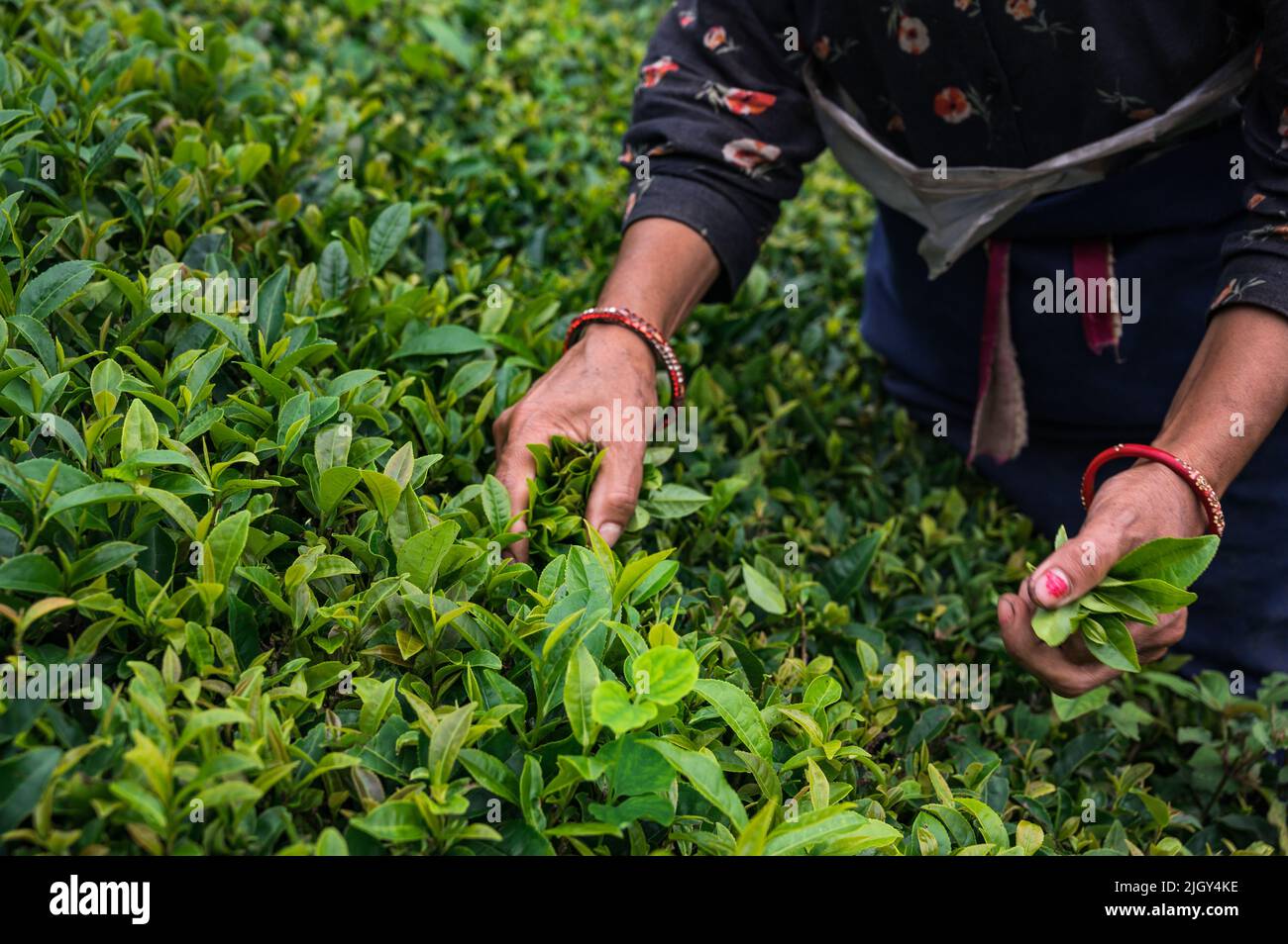 Women tea workers plucking tea leaves during cloudy monsoon at the ...