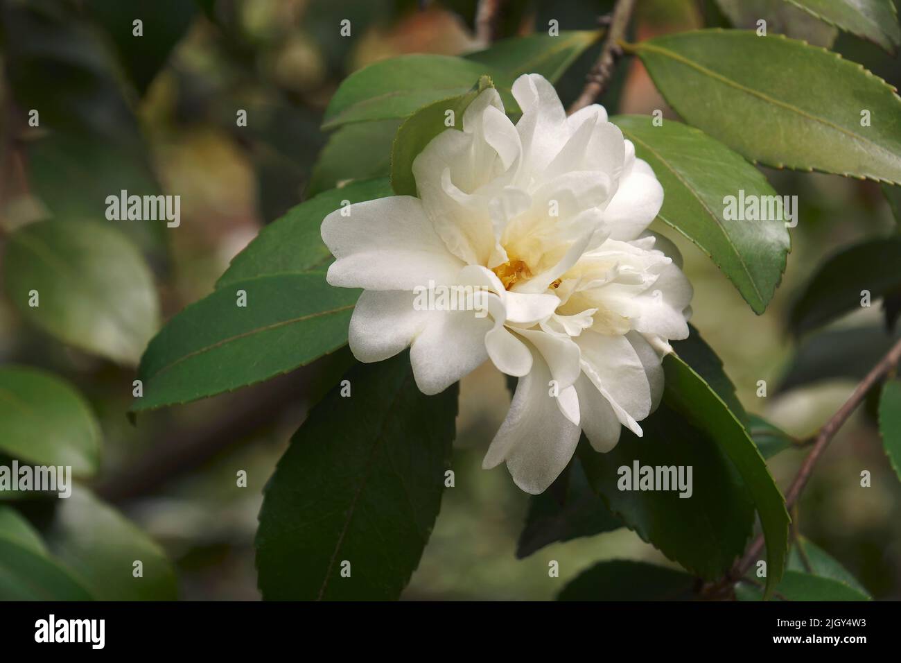 Snow Flury camellia (Camellia 'Snow Flurry'). Known as Camellia ...