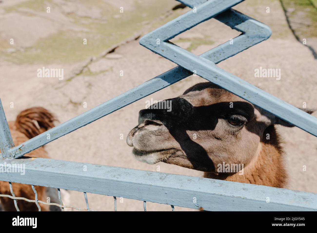 Camel in the zoo. A close-up of a camel's head over a fence. High ...