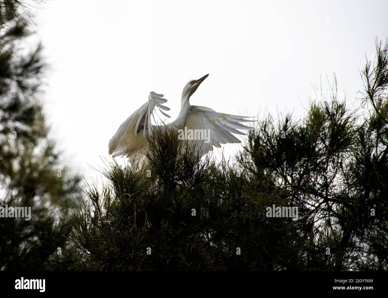 An Egret (Ardea alba) perched on a tree in Sydney, NSW, Australia ...