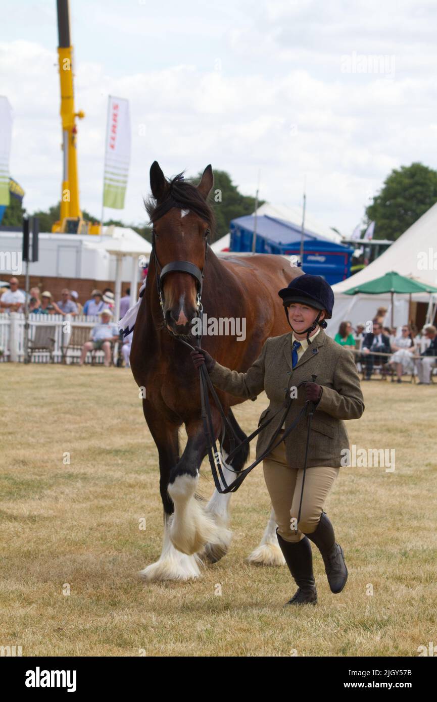 Horse with rider trotting alongside in the President's Ring at the ...