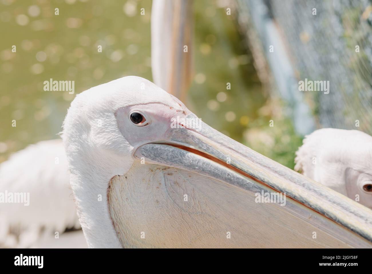 Pelican looking into the camera hi-res stock photography and images - Alamy