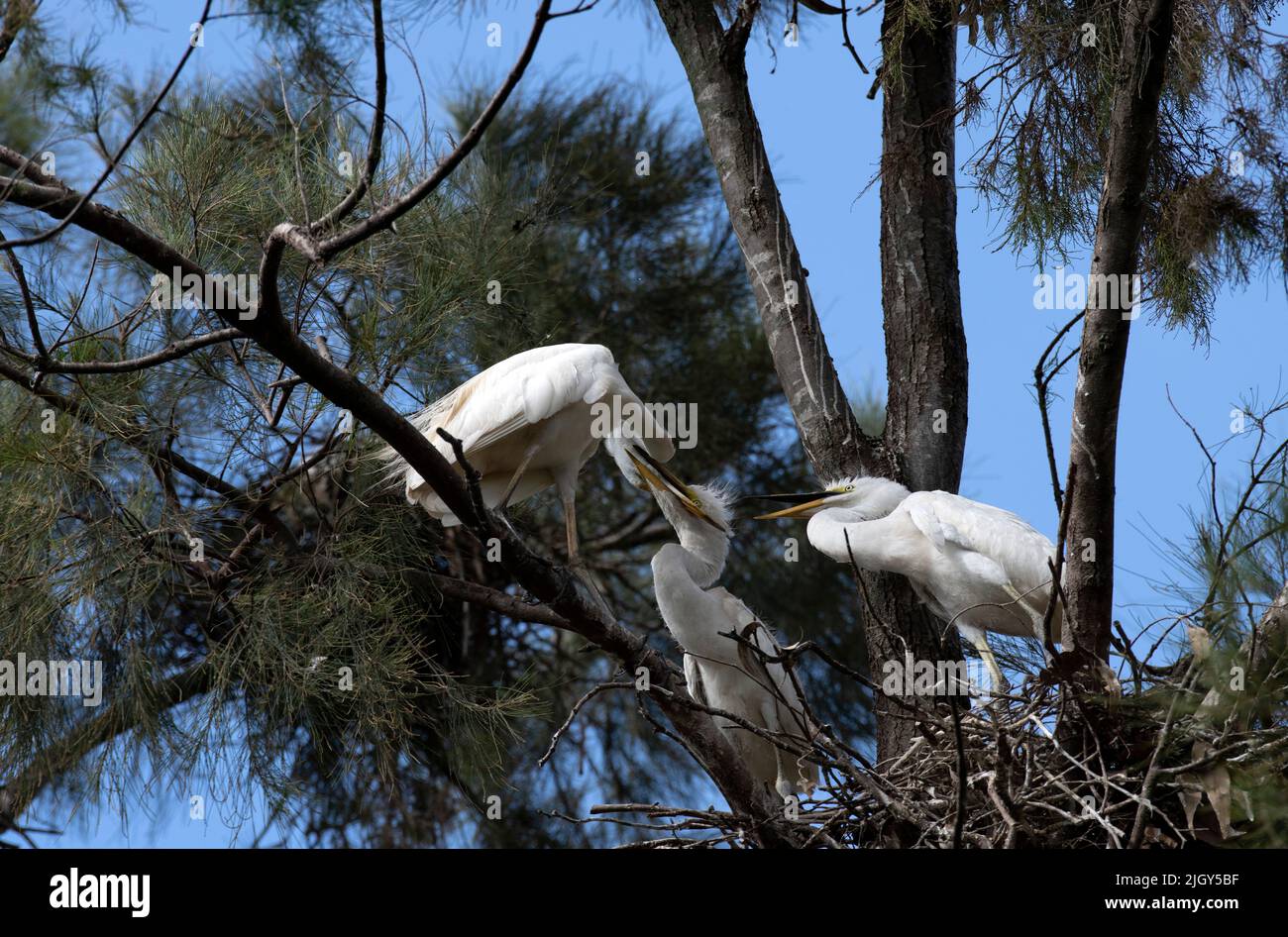 An Egret (Ardea alba) with two chicks perched on a tree in Sydney, NSW ...