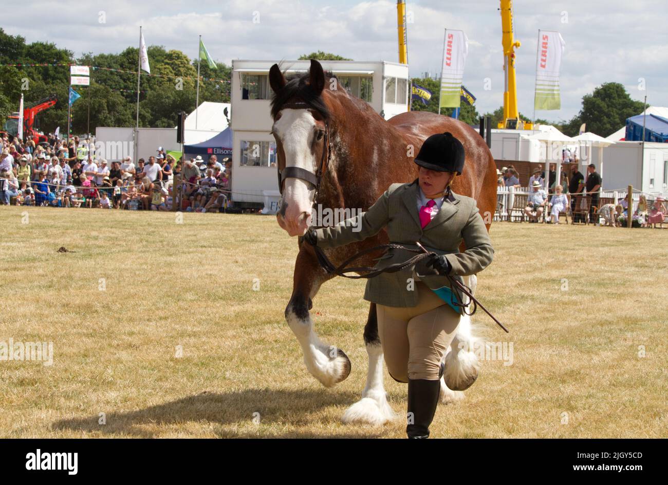 Horse with its rider trotting alongside in the President's Ring at the ...