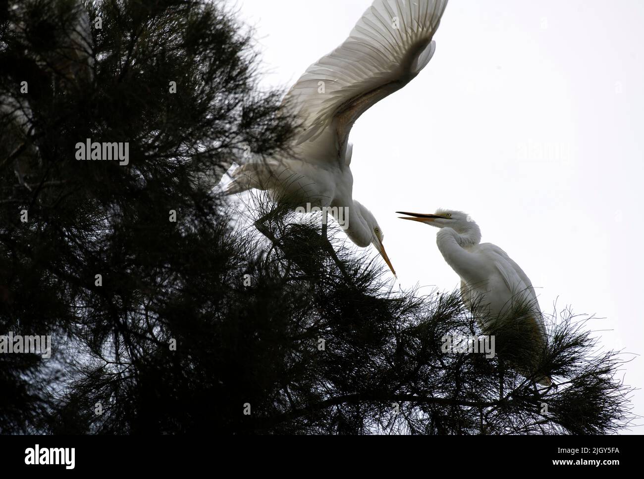 Two Egrets (Ardea alba) perched on a tree in Sydney, NSW, Australia ...