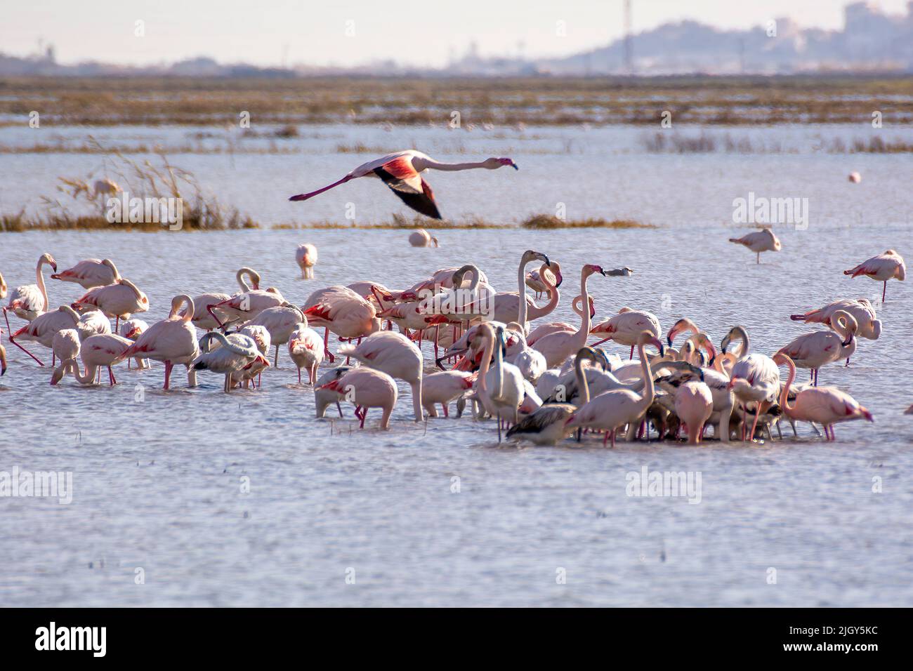An aerial view of flock of flamingos standing on sandy ground Stock ...