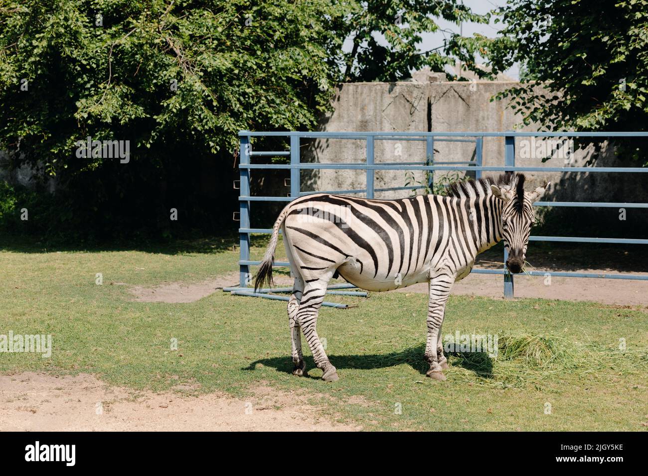 Zebra chewing hi-res stock photography and images - Alamy