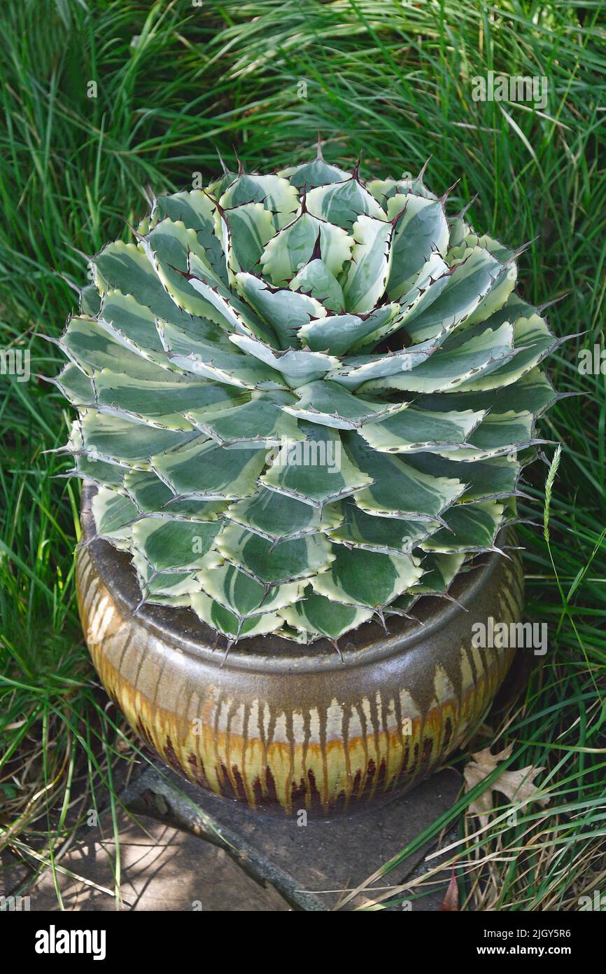 Butterfly agave (Agave 'Kissho Kan'). Called Lucky crown century plant ...