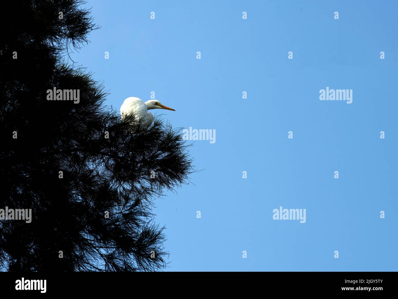 An Egret (Ardea alba) perched on a tree in Sydney, NSW, Australia ...