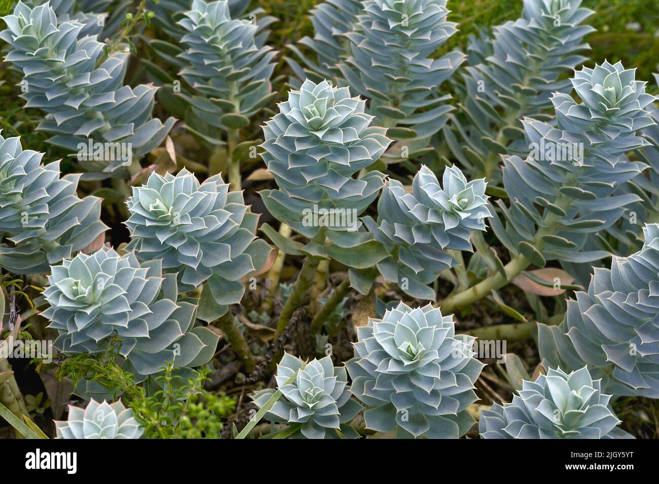 Myrtle spurge (Euphorbia myrsinites). Called Blue spurge and Broad ...