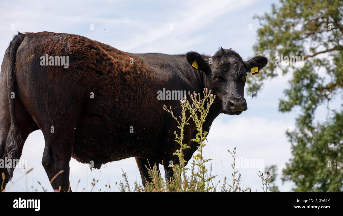 A Bull turns to look at camera. Shot from low angle, below and from ...